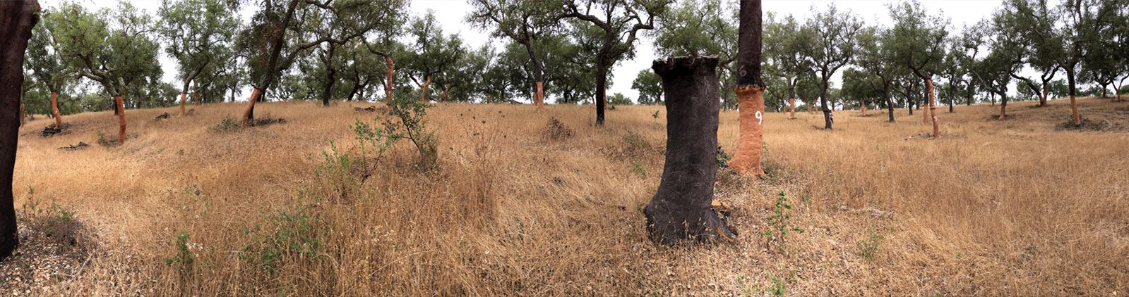 About Us | Montado - Cork Fashion Made in Portugal